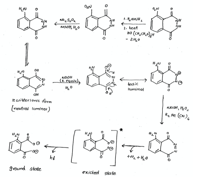 In the scheme above, the key event in the | Chegg.com