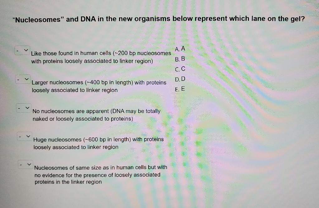 Solved You perform a brief nuclease digestion and gel | Chegg.com