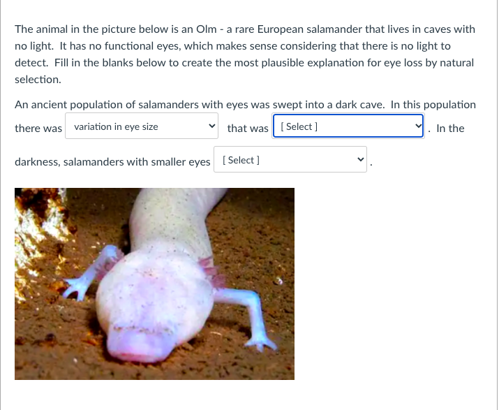 Solved The animal in the picture below is an Olm - a rare | Chegg.com