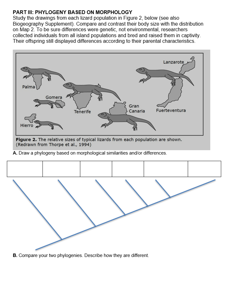 Solved PART III: PHYLOGENY BASED ON MORPHOLOGY Study the | Chegg.com