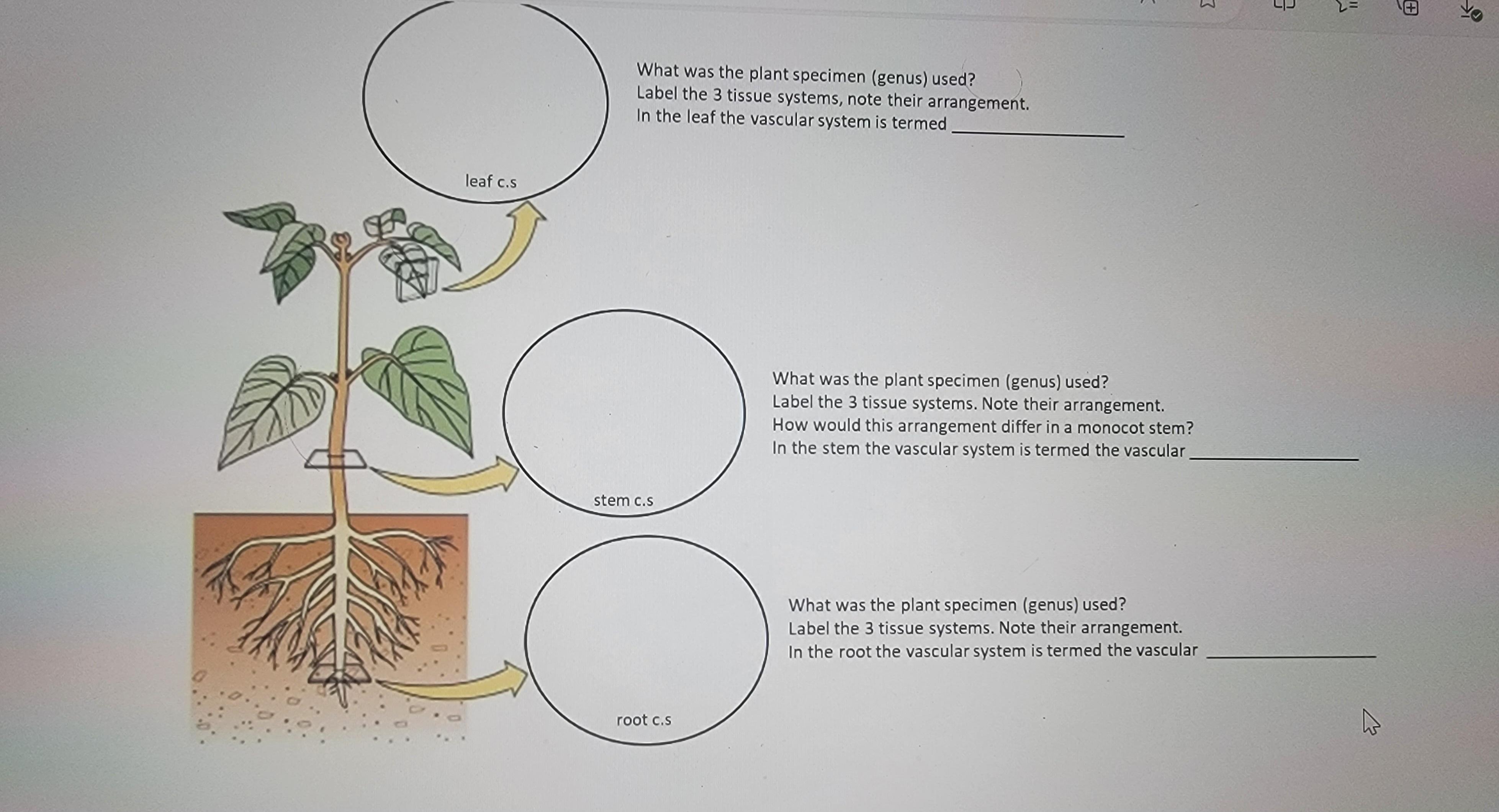 ant specimen (genus) used? e systems, note their | Chegg.com