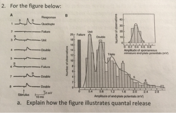 Solved Quantal release: Please explain clearly and concisely | Chegg.com