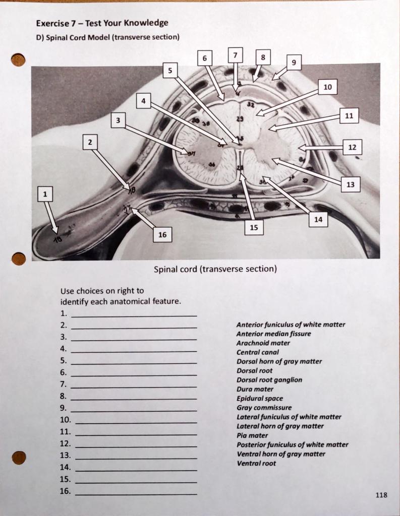 Spinal Cord Model Quiz Spinal Cord Cross Section Flashcards Quizlet
