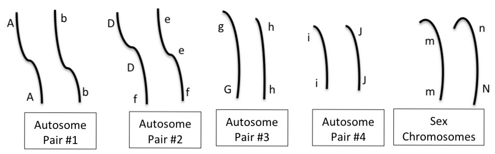 \begin{tabular}{|c|} \hline Autosome Pair #4 \\ | Chegg.com