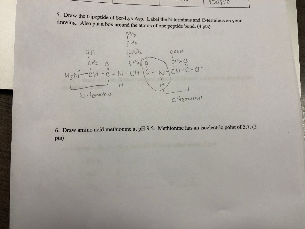 Solved Sasi 5. Draw the tripeptide of Ser-Lys-Asp. Label the | Chegg.com