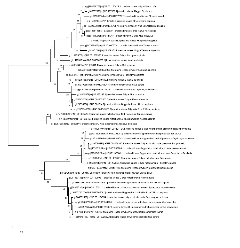 Solved Look closely at the creatine kinase phylogenetic tree | Chegg.com
