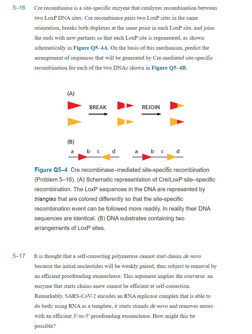 5-16 Cre recombinase is a site-specific enzyme that | Chegg.com