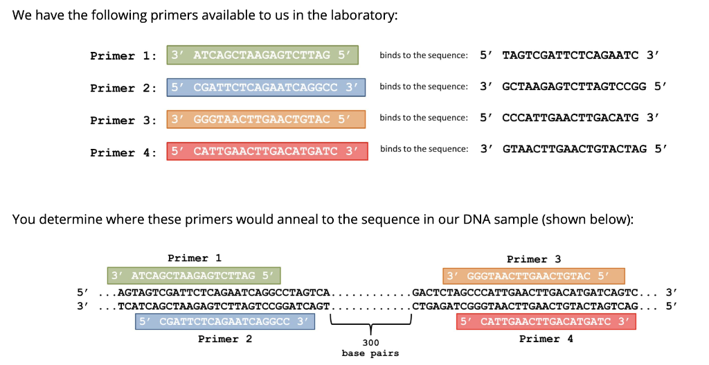 Solved The polymerase chain reaction (PCR) is an enzymatic, | Chegg.com