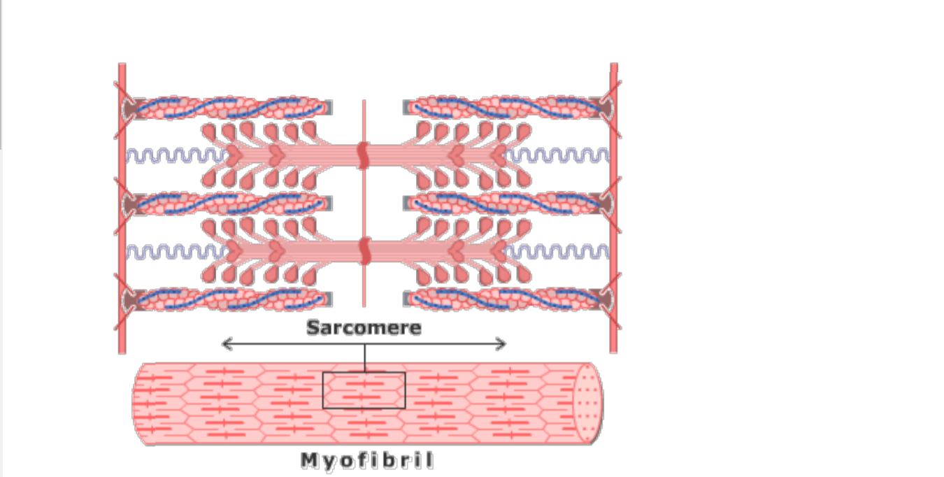 Solved 1.)On the figure label the actin, myosin, troponin, | Chegg.com