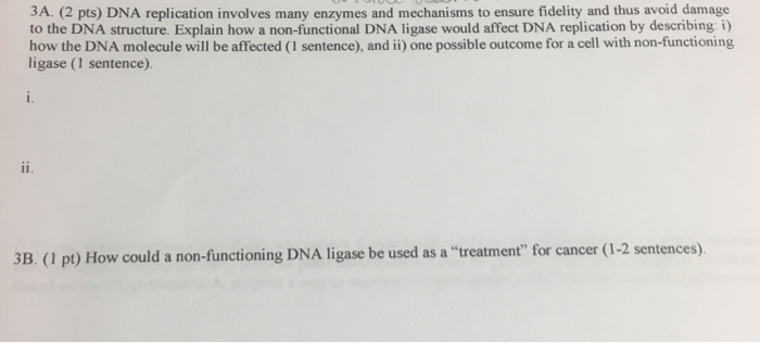 Solved 3A 2 pts) DNA replication involves many enzymes and | Chegg.com