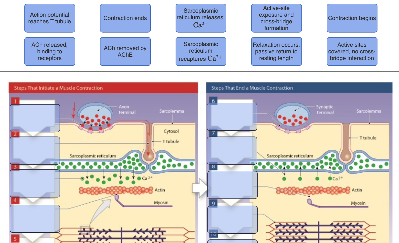 Solved Drag the correct label to the appropriate location to | Chegg.com