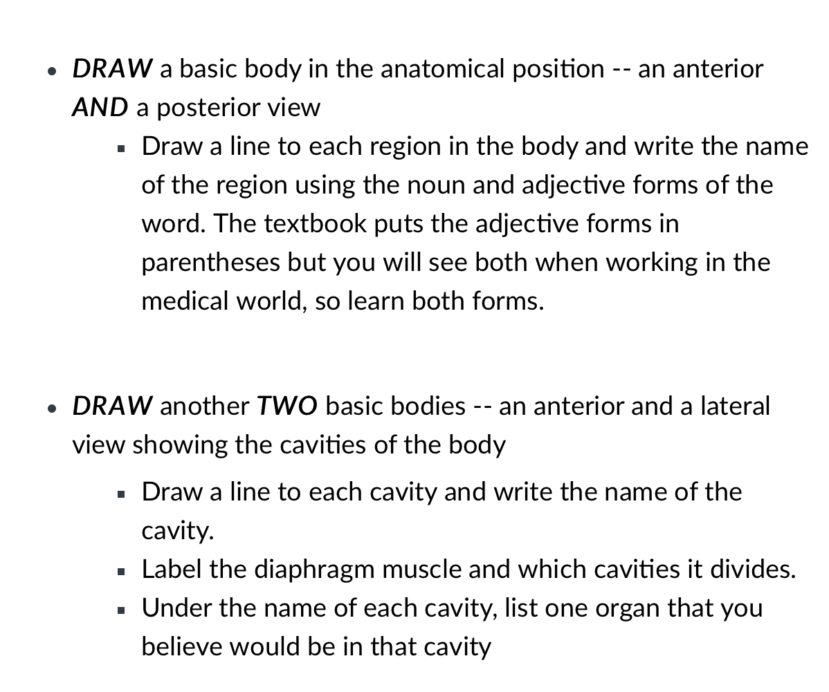 Solved • DRAW a basic body in the anatomical position -- an | Chegg.com