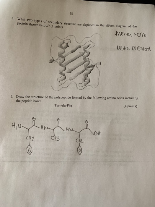 Solved 15 4. What two types of secondary structure are | Chegg.com