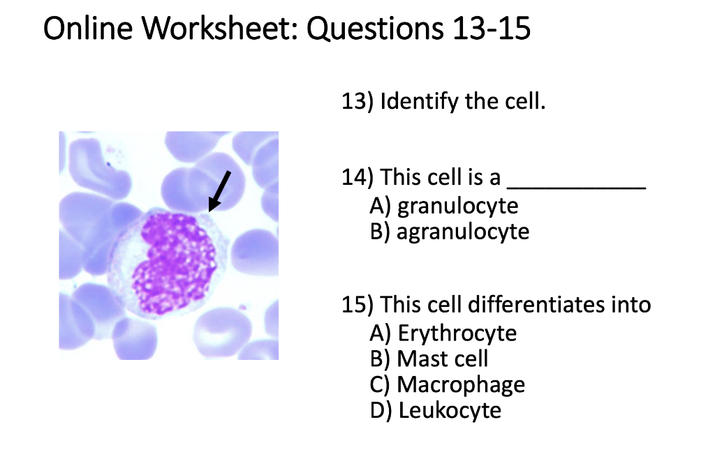 Solved Online Worksheet: Questions 13-15 13) Identify the | Chegg.com