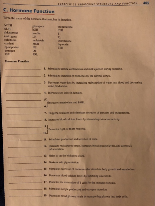 Solved 405 EXERCISE 25 ENDOCRINE STRUCTURE AND FUNCTION C. | Chegg.com