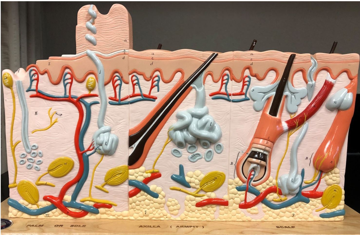 Solved Please label all parts of the Skin model below: (you | Chegg.com