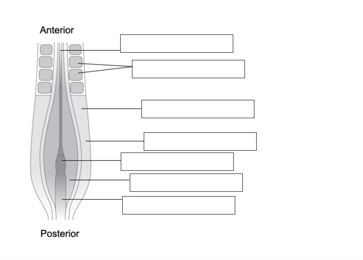 Solved a. Label the Neural tube, Somites, Presomitic | Chegg.com