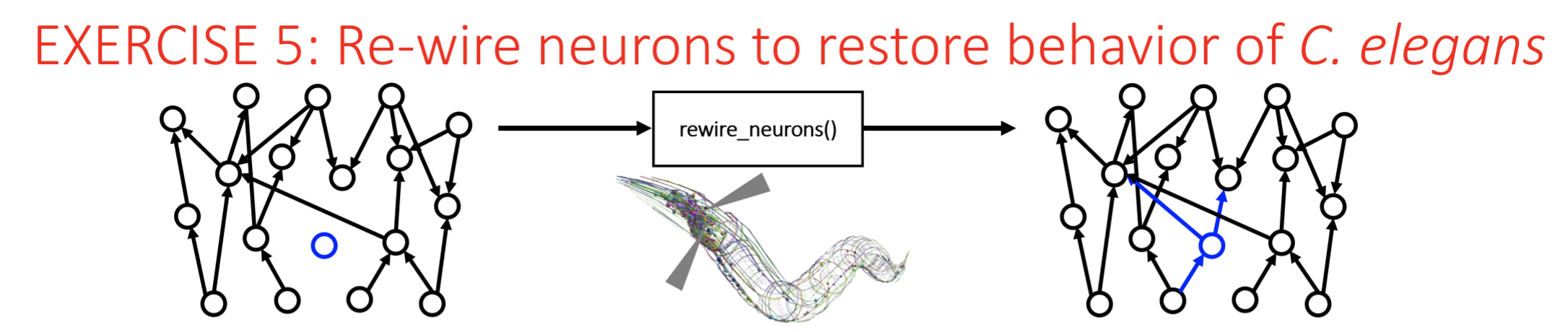 Solved EXERCISE 5: Re-wire neurons to restore behavior of C. | Chegg.com