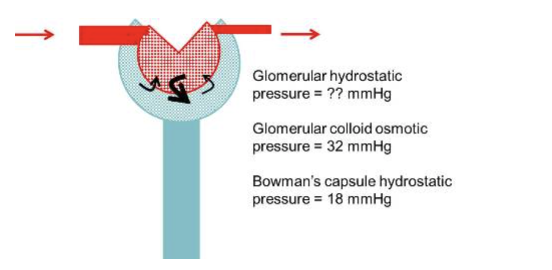Solved 1. Compare this image to the baseline in Model 1. How | Chegg.com