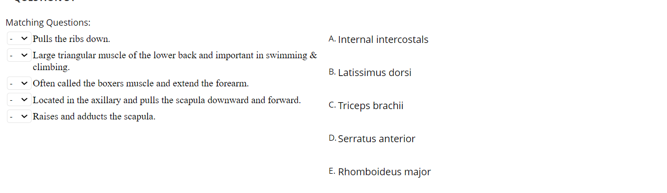 Solved Matching Questions:Pulls the ribs down.A. ﻿Internal | Chegg.com
