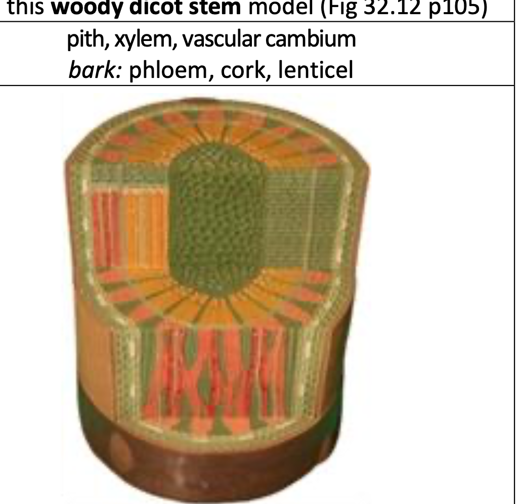 Solved this woody dicot stem model (Fig 32.12 p105) pith, | Chegg.com