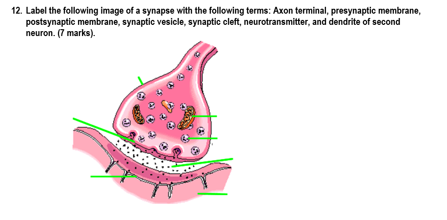 Solved Label the three types of neurons on the diagram | Chegg.com