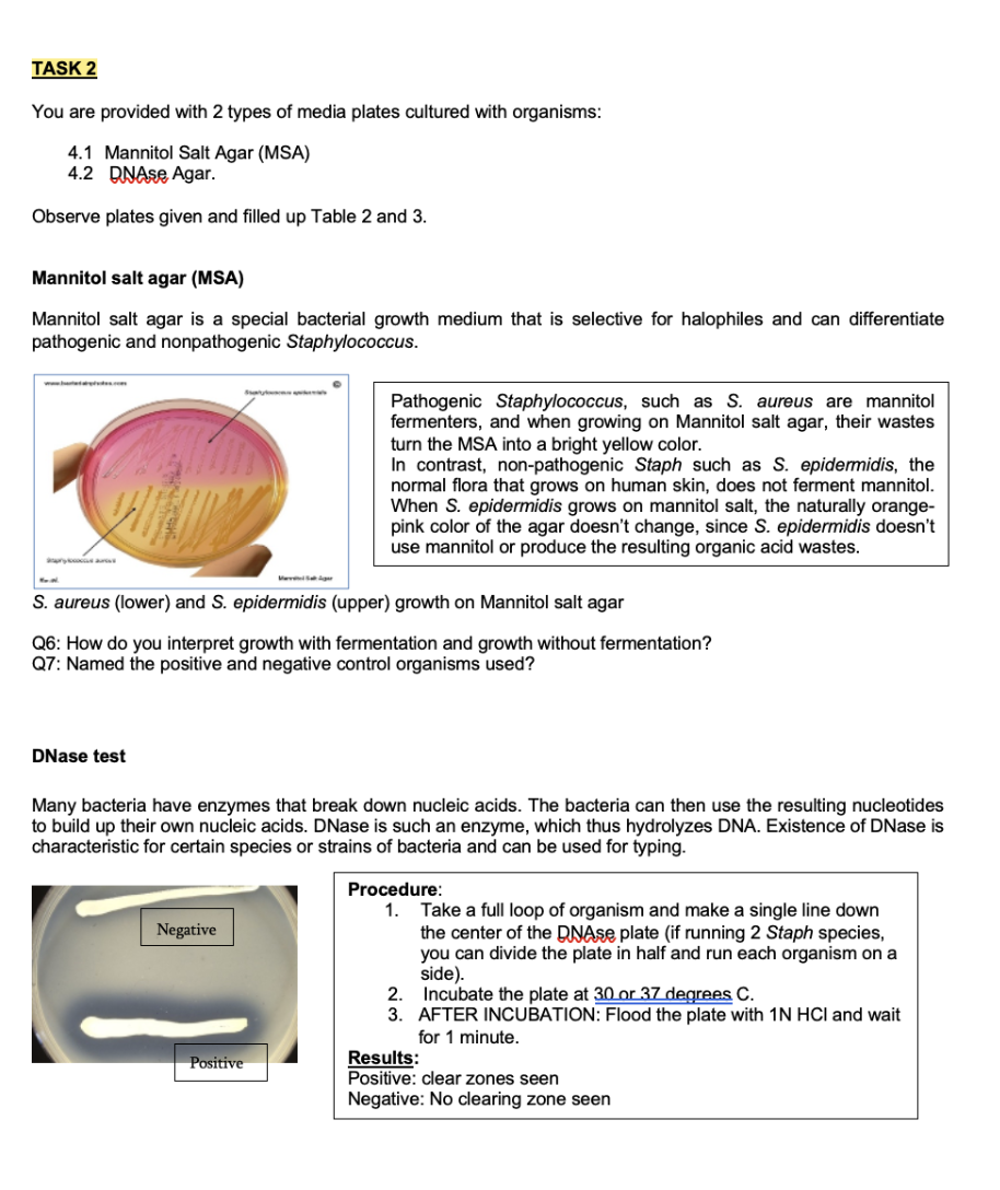 Solved Mannitol salt agar (MSA) Mannitol salt agar is a | Chegg.com
