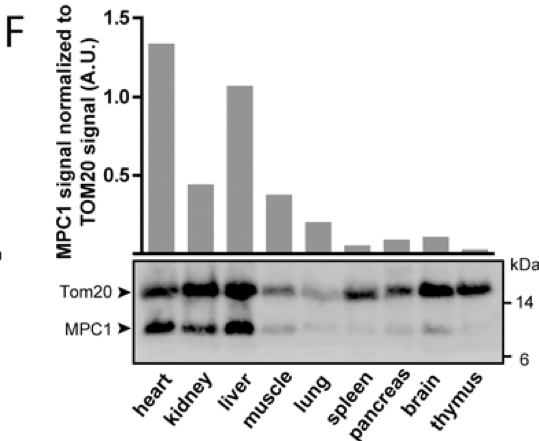 Solved In the figure 1F the protein expression level of MPC1 | Chegg.com
