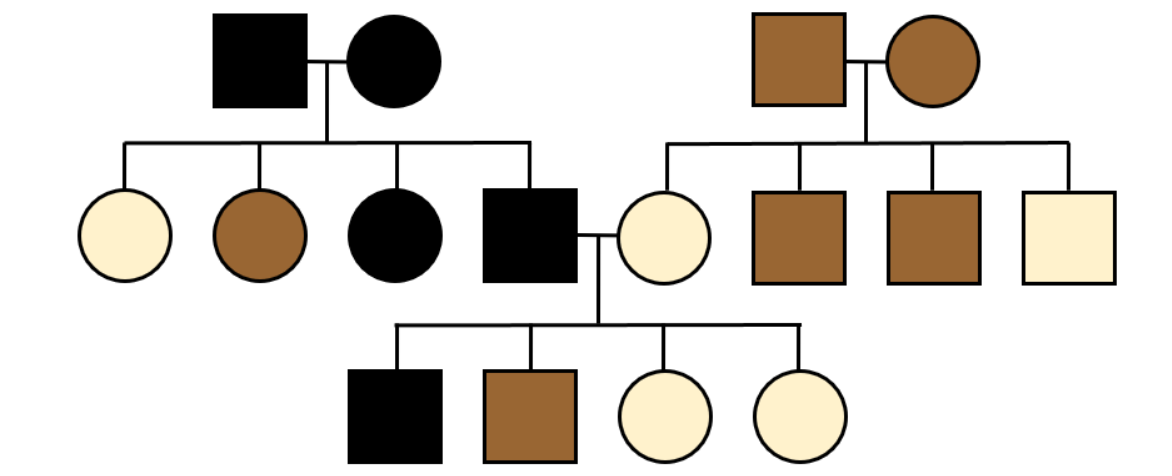 Solved determine the genotypes for the dogs on the below | Chegg.com