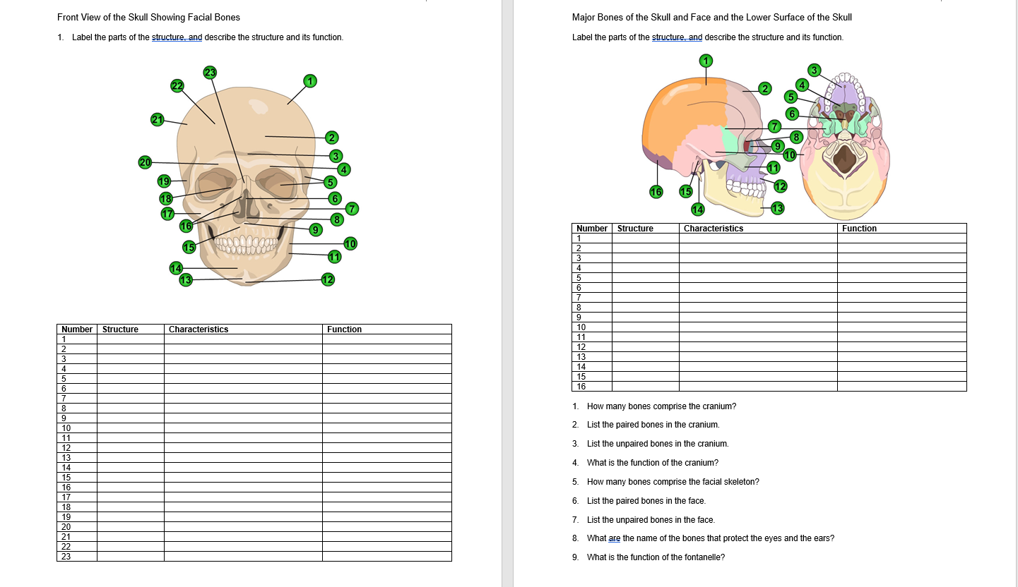 Solved Front View of the Skull Showing Facial Bones Major | Chegg.com