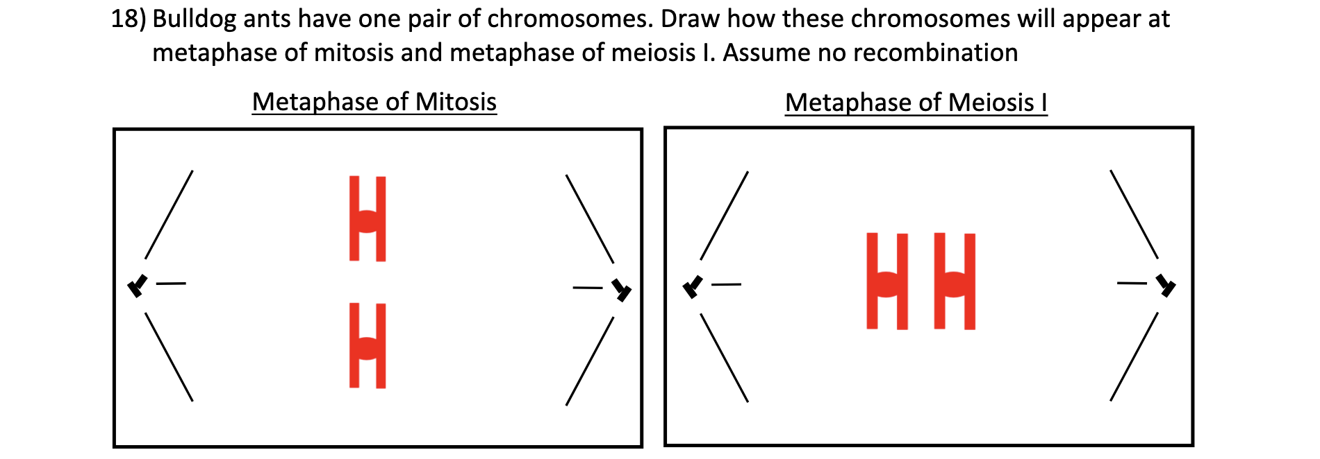 Solved 18) Bulldog ants have one pair of chromosomes. Draw | Chegg.com