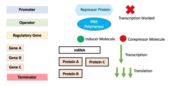 Solved On a blank piece of paper, draw an operon using the | Chegg.com