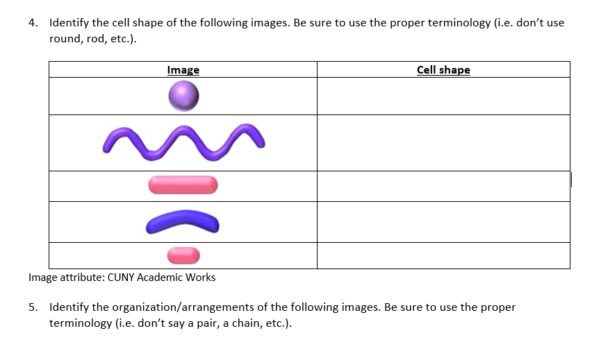 Solved 4. Identify the cell shape of the following images. | Chegg.com