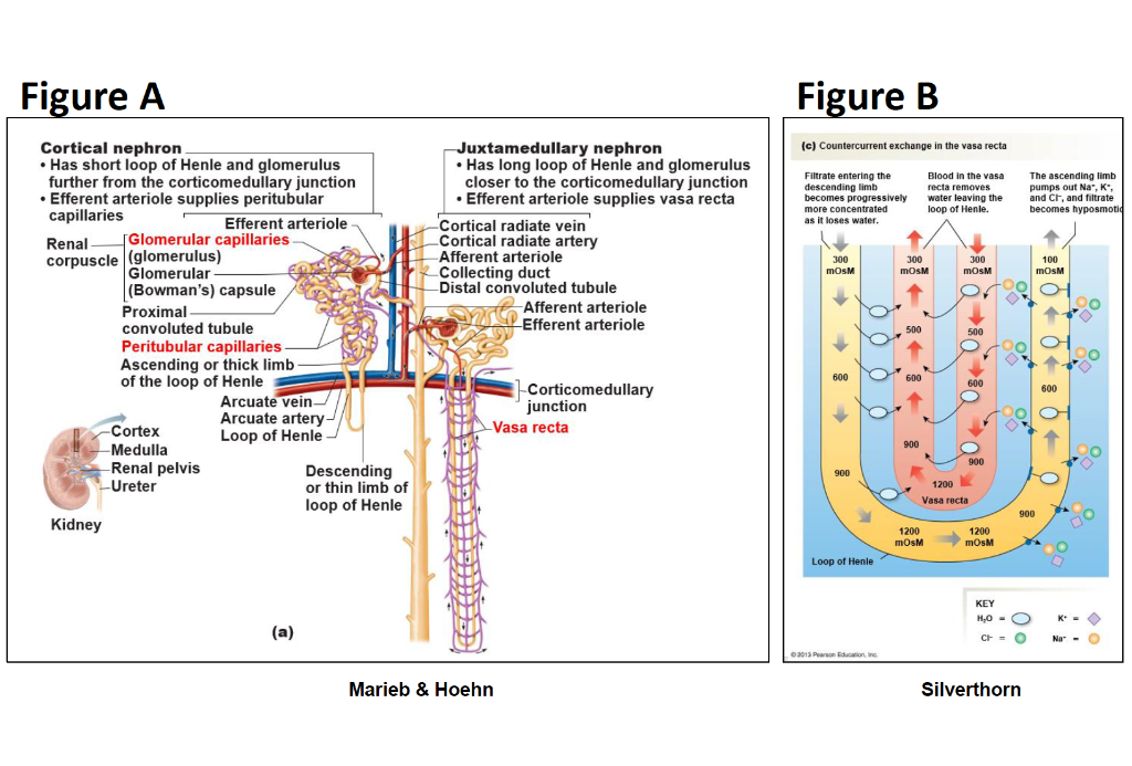Nephron Model Vasa Recta