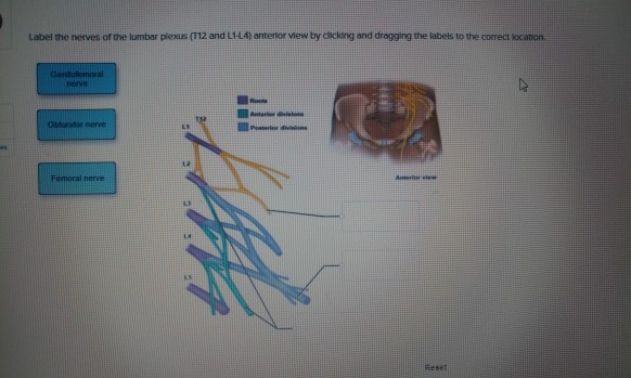 Solved Label the nerves of the lumbar plexus (T12 and L1-L4) | Chegg.com