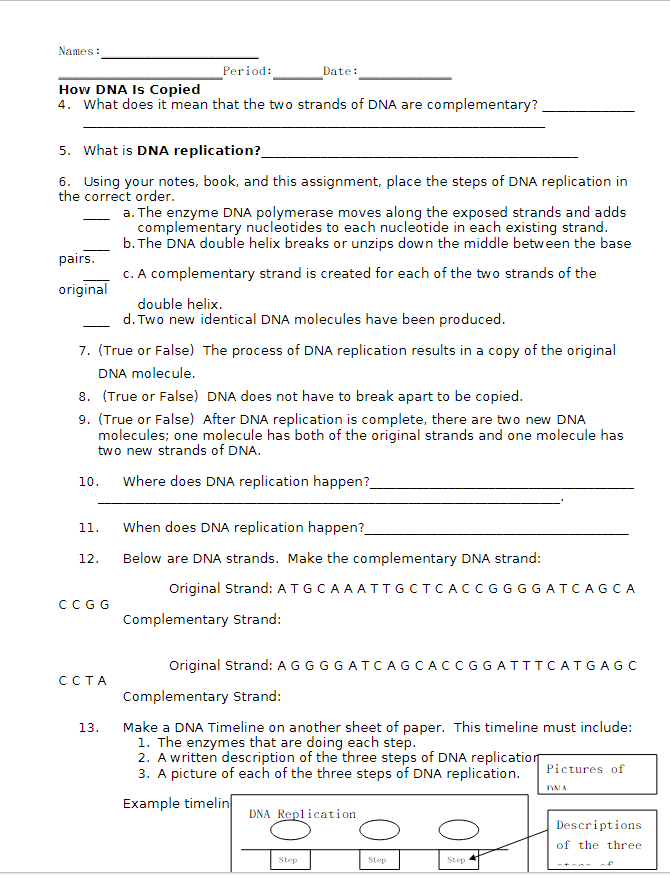 Solved DNA Replication Practice Directions: Below are the 3 | Chegg.com
