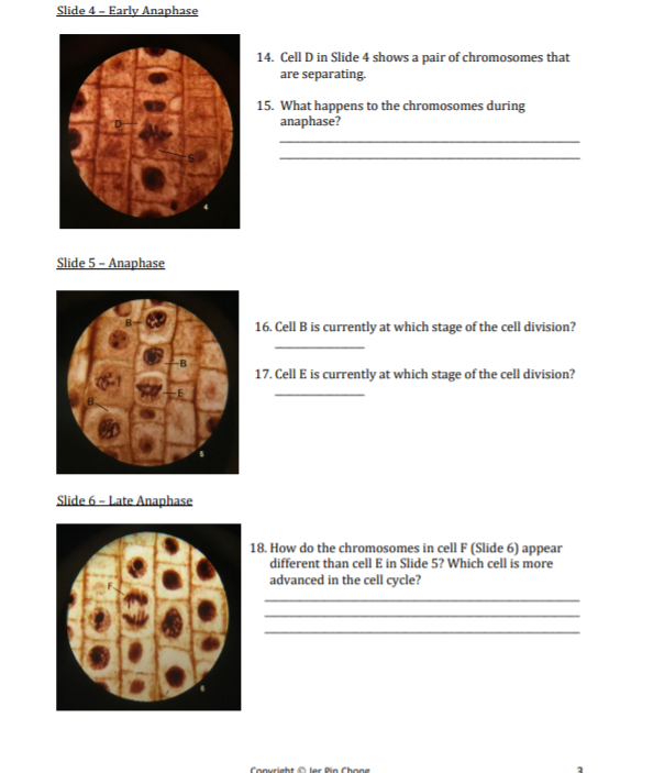 Solved Slide 1 - Early Prophase 6. In Slide 1, cell A is at | Chegg.com
