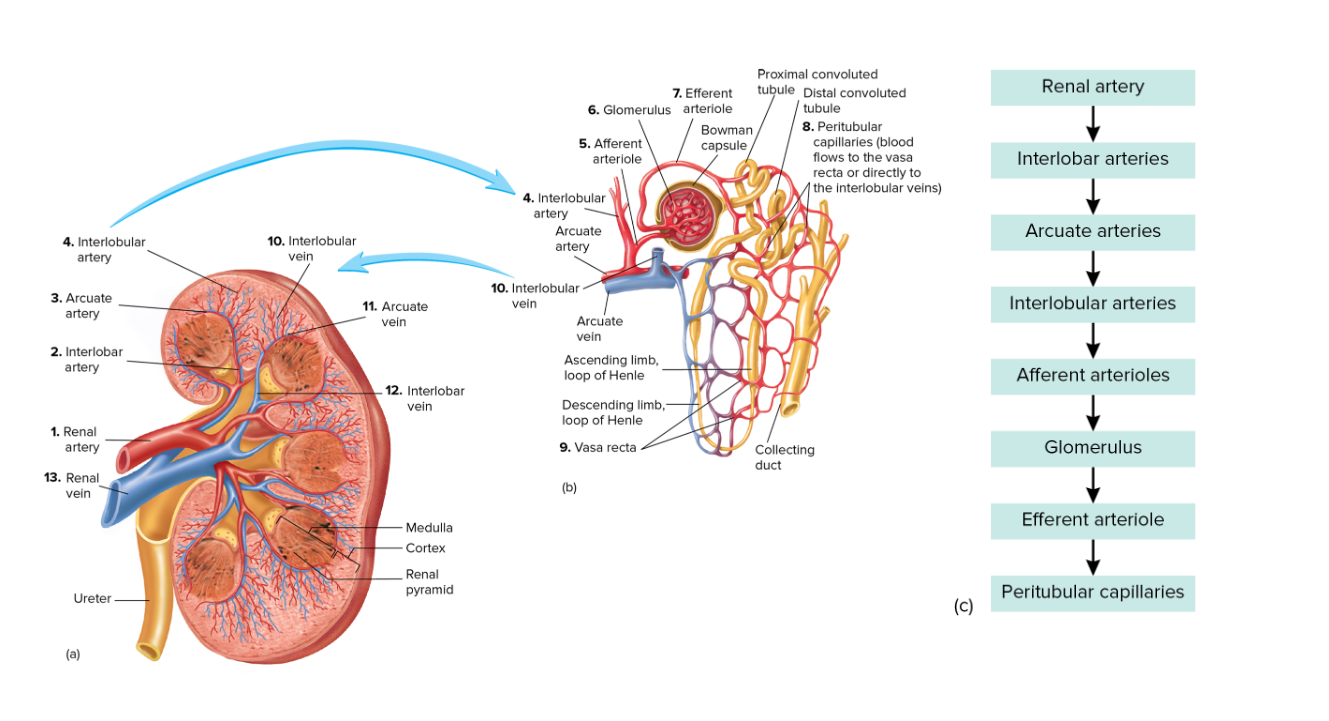 Solved Draw the structure of the nephron, including the | Chegg.com