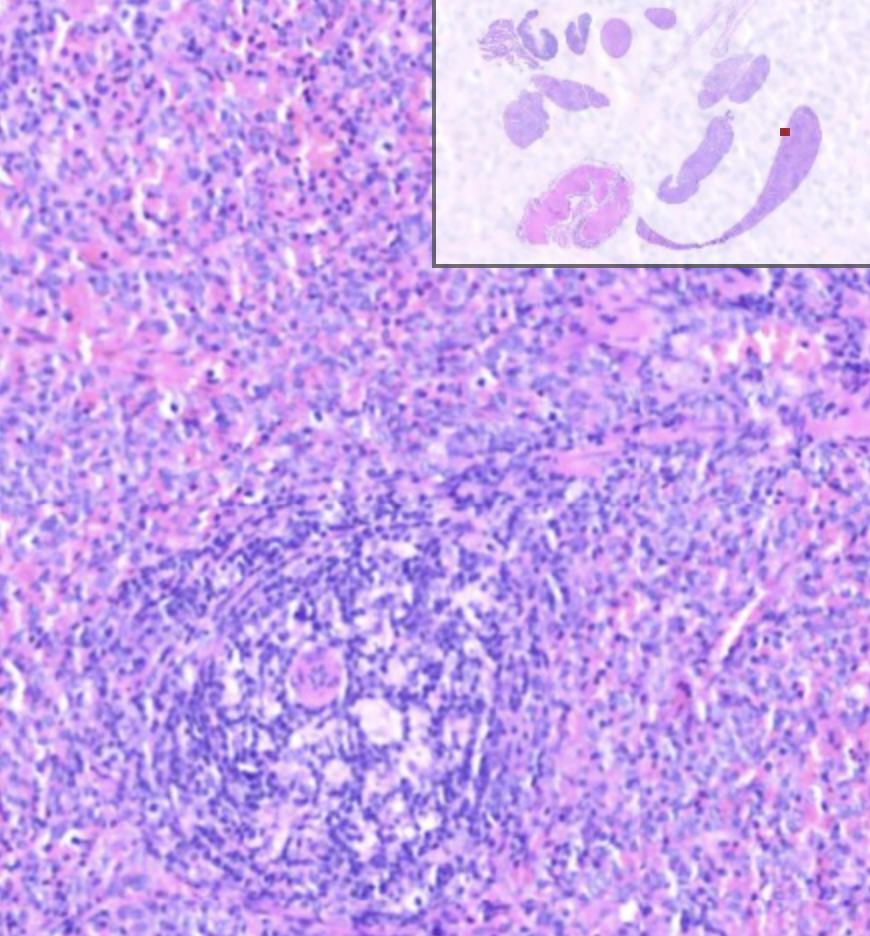 Solved Images of H&E and MT stained sections. May I have | Chegg.com