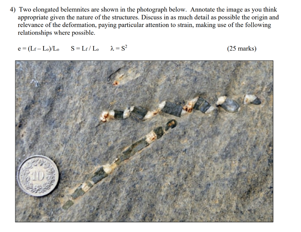 Solved Two elongated belemnites are shown in the photograph | Chegg.com