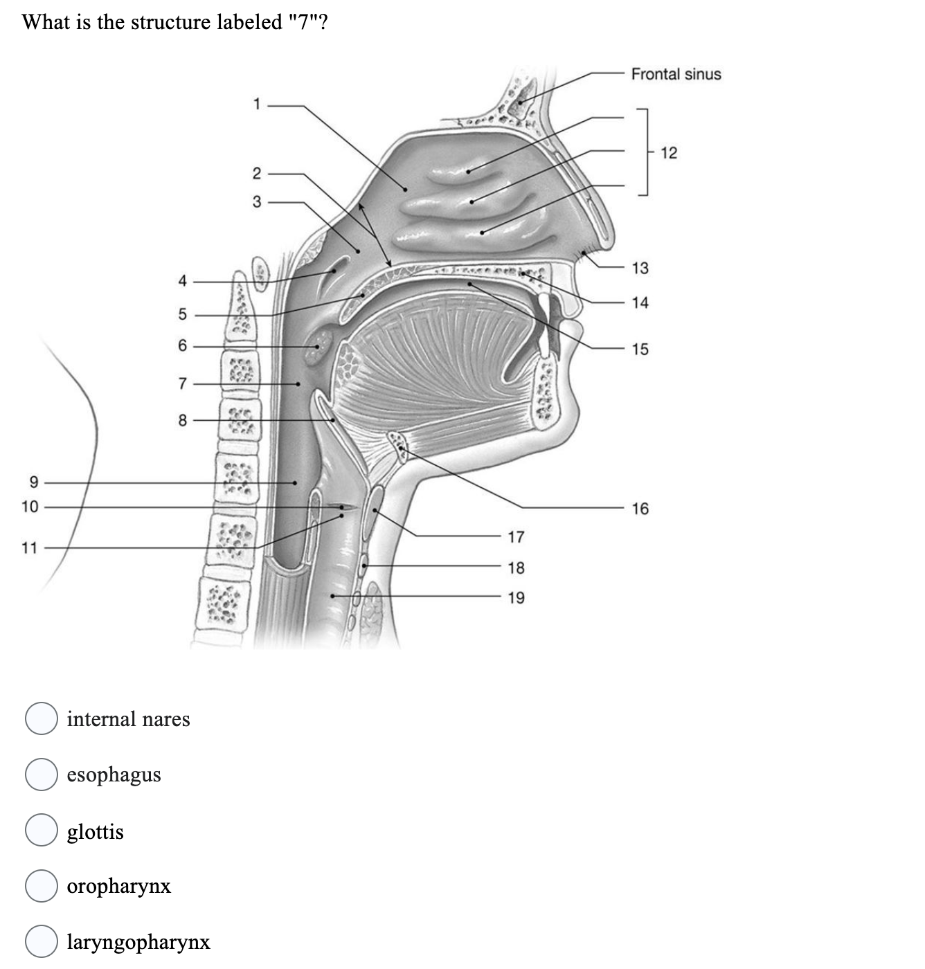 What is the structure labeled "7"? internal nares | Chegg.com