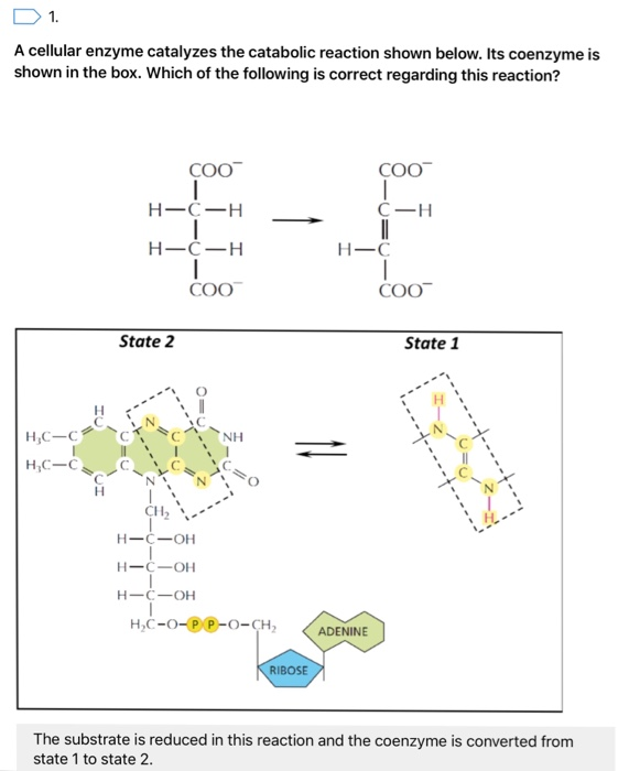 Solved 1. A cellular enzyme catalyzes the catabolic reaction | Chegg.com