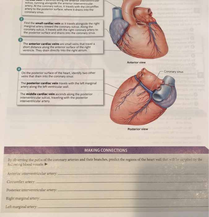 Solved sulcus, running alongside the anterior | Chegg.com