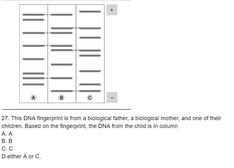 Solved This DNA fingerprint is from a biological father, a | Chegg.com