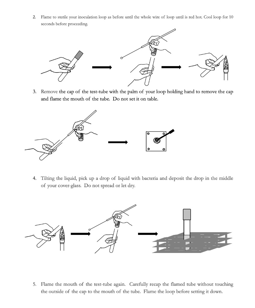 Solved "Hanging Drop” Experiment A special depression slide | Chegg.com