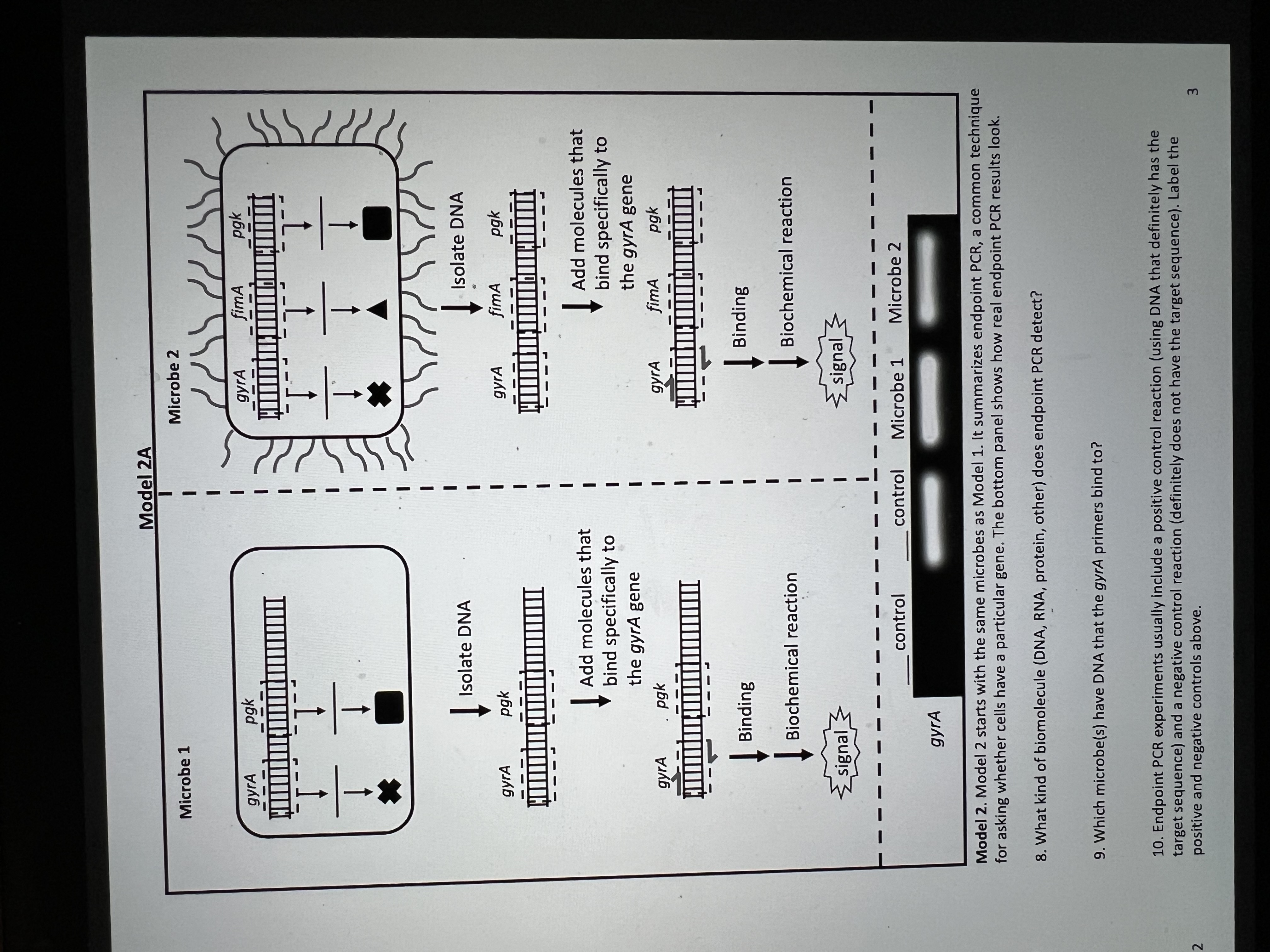 Solved Model 2. ﻿Model 2 ﻿starts with the same microbes as | Chegg.com