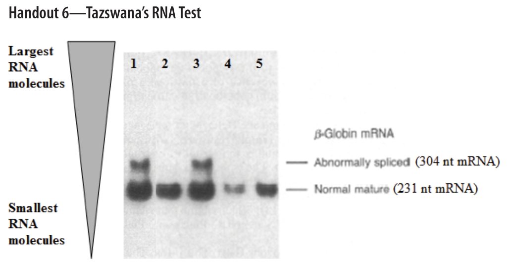 Solved Handout 6—Tazswana's RNA Test 1 2 Largest RNA | Chegg.com