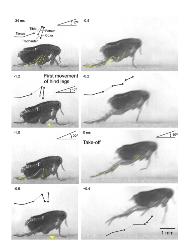 Solved Consider the images of a jumping flea. | Chegg.com
