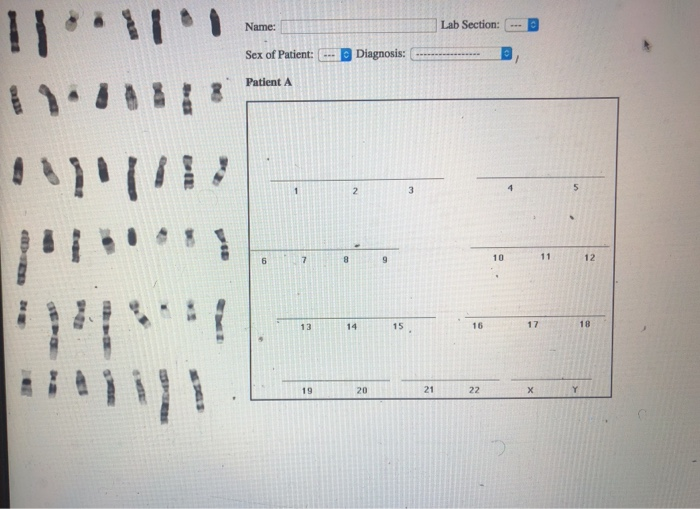 karyotype lab exercise × Content-2019 SpringTerm (1 × | Chegg.com