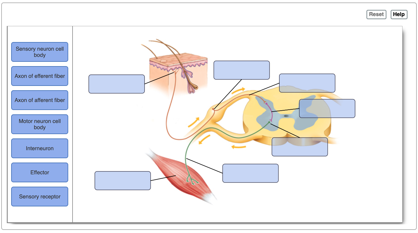 Solved Use the labels to identify the components of a | Chegg.com